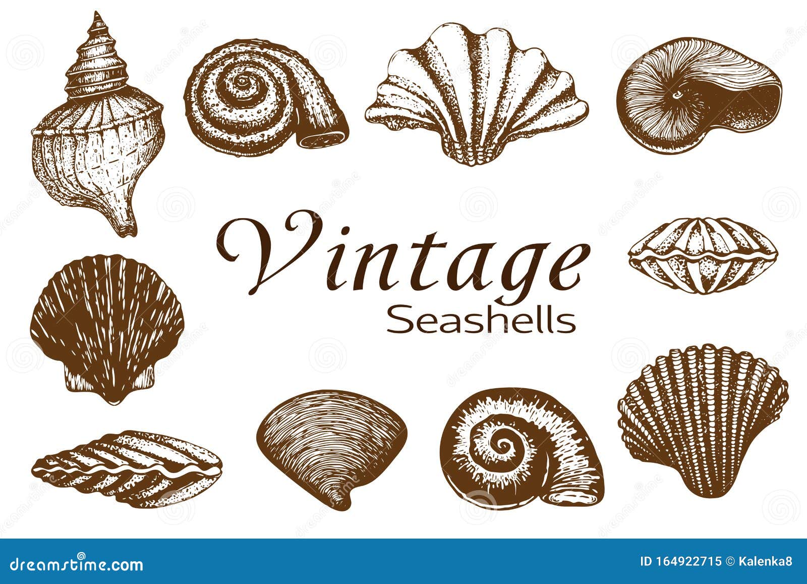 Big Seashell Collection. Vintage Hand Drawn Set of Various Beautiful ... Big Seashell Collection. Vintage Hand Drawn Set of Various Beautiful ...