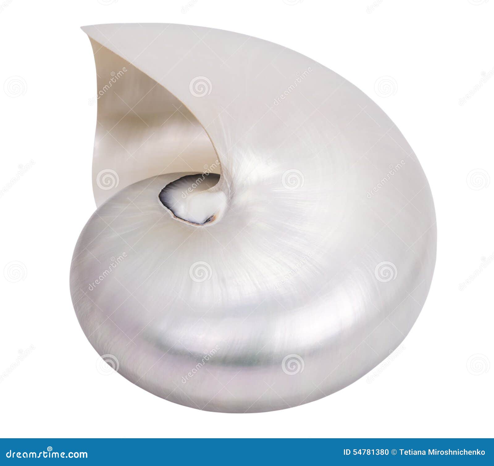 Big seashell stock photo. Image of nature, limestone - 54781380