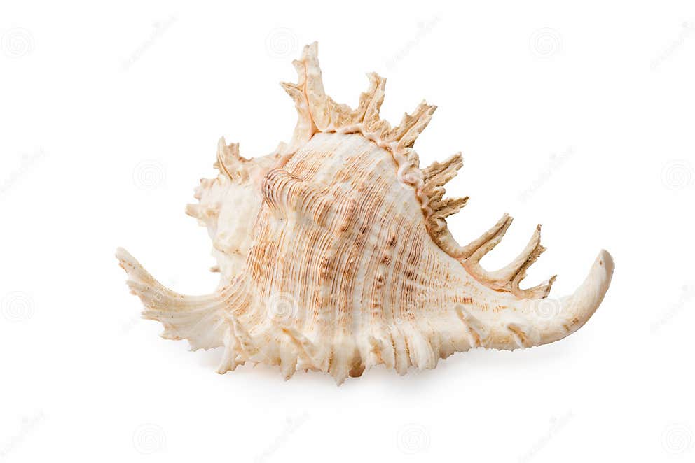 Big seashell stock photo. Image of aquatic, conch, summer - 154963708