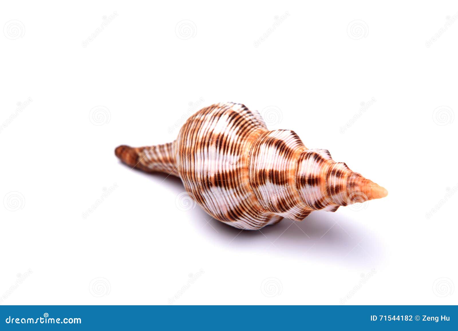 BIG SEASHELL stock photo. Image of background, abstract - 71544182