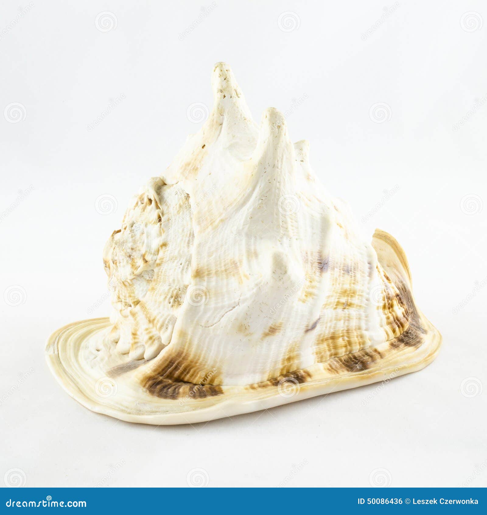 Big Seashell Isolated on White. Stock Photo - Image of design ...