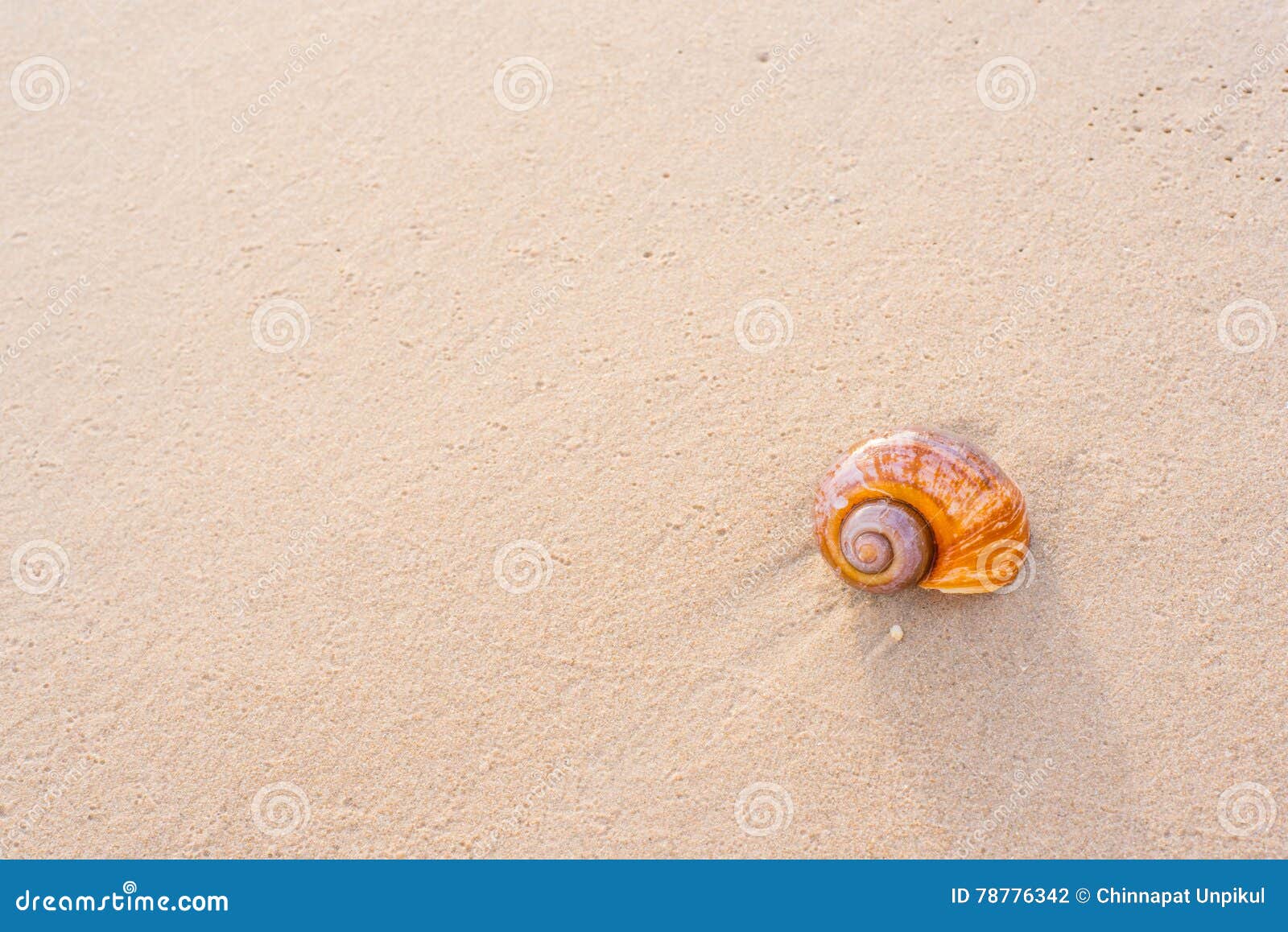 Big Seashell on the Sand on the Beach Stock Photo - Image of seashell ...