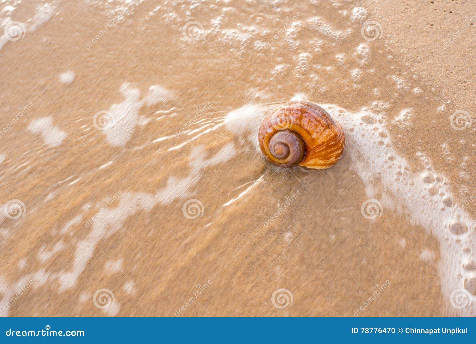 Big Seashell on the Sand on the Beach Stock Photo - Image of close ...
