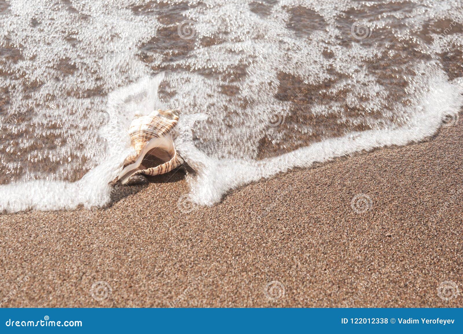 Big seashell on the sand stock photo. Image of outdoor - 122012338