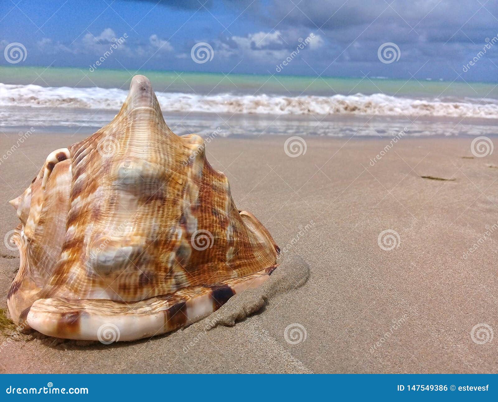 Big Seashell on the Sand by the Sea Stock Photo - Image of background ...