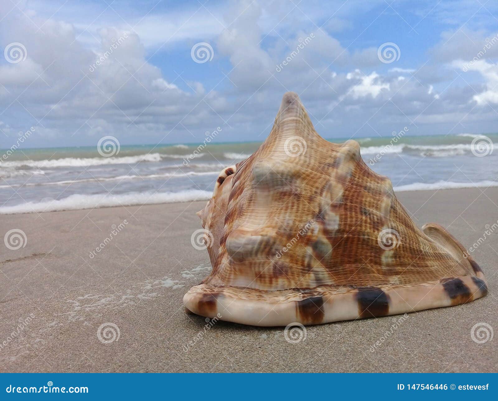 Big Seashell on the Sand by the Sea Stock Photo - Image of brazil ...