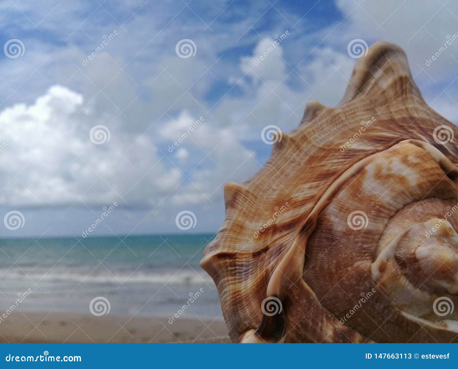 Big Seashell on the Sand by the Sea Stock Image - Image of cloudy ...