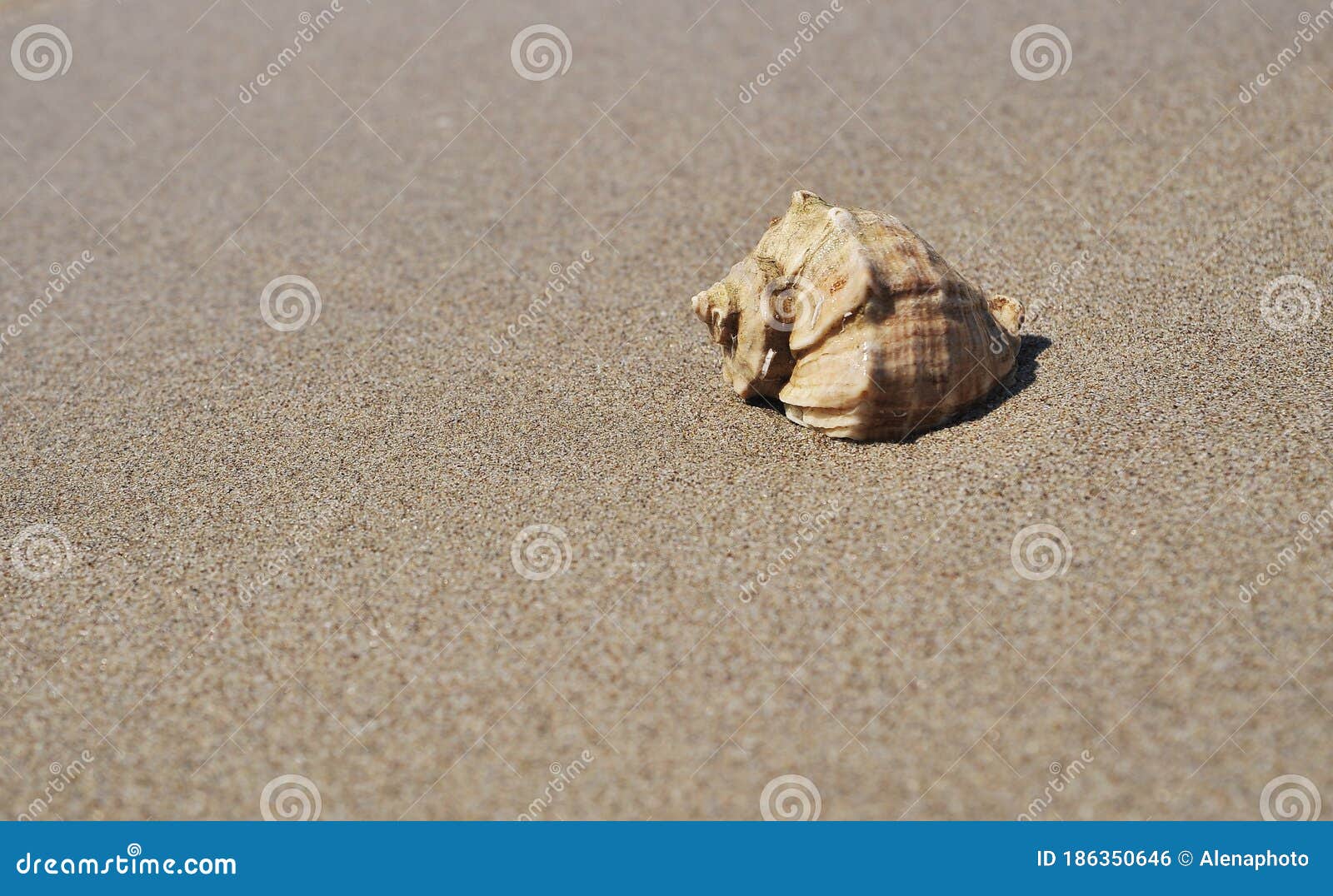 Big Seashell in Sea on the Beach. Stock Photo - Image of summer ...