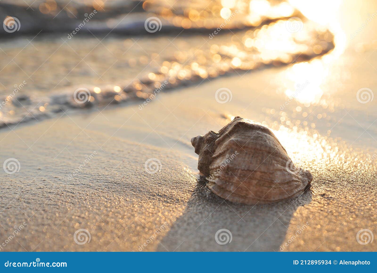 Big Seashell in Sea on the Beach. Stock Photo - Image of outdoor, coast ...