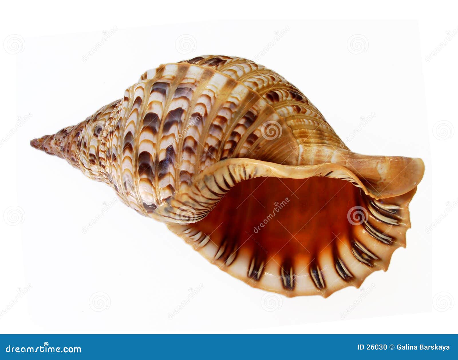 Big Mouth Seashell Stock Photos - Free & Royalty-Free Stock Photos from ...