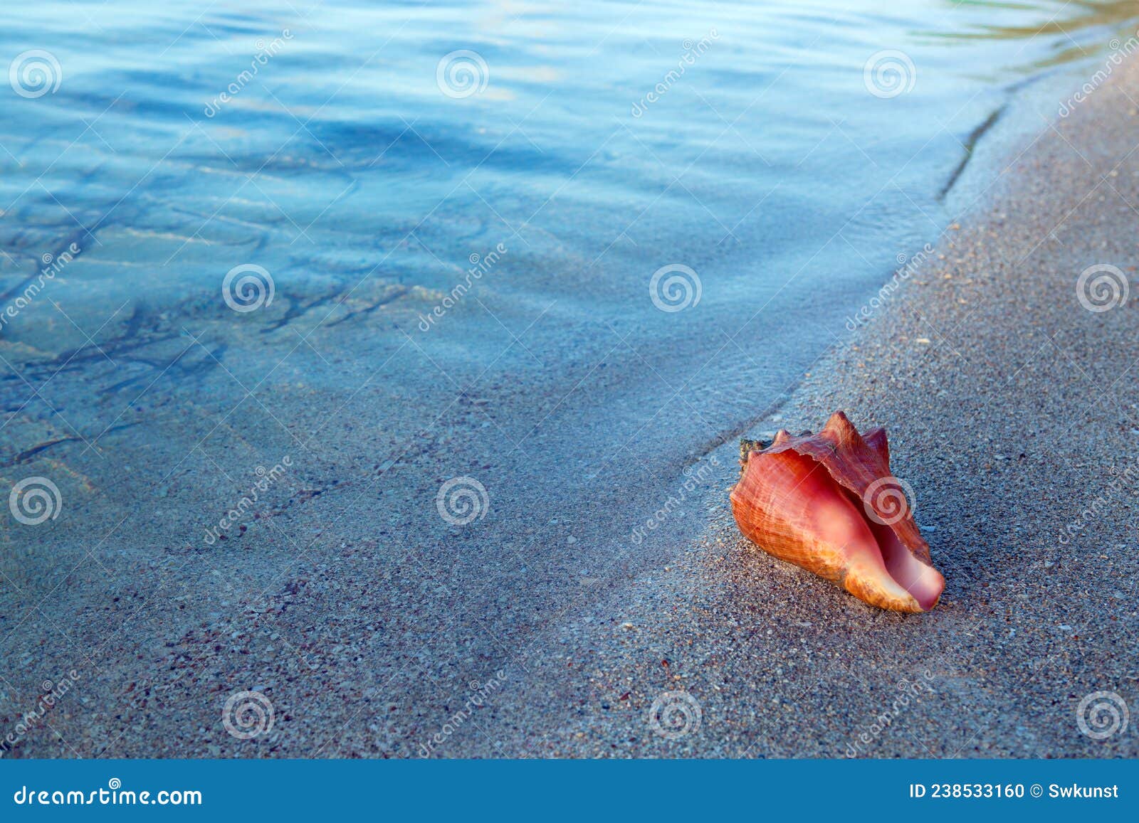 Big Seashell on Tropical Beach and Ocean Waves. Stock Photo - Image of ...