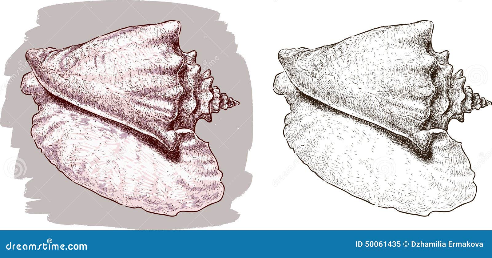 Big seashell stock vector. Illustration of mollusk, drawing - 50061435