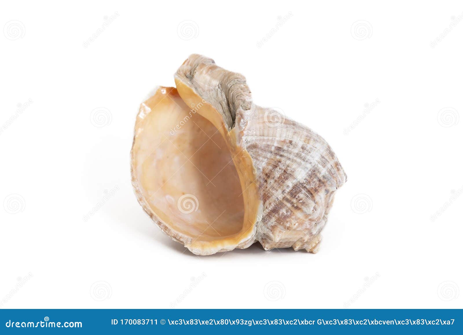 Big Seashells Isolated on White Background Stock Image - Image of ...