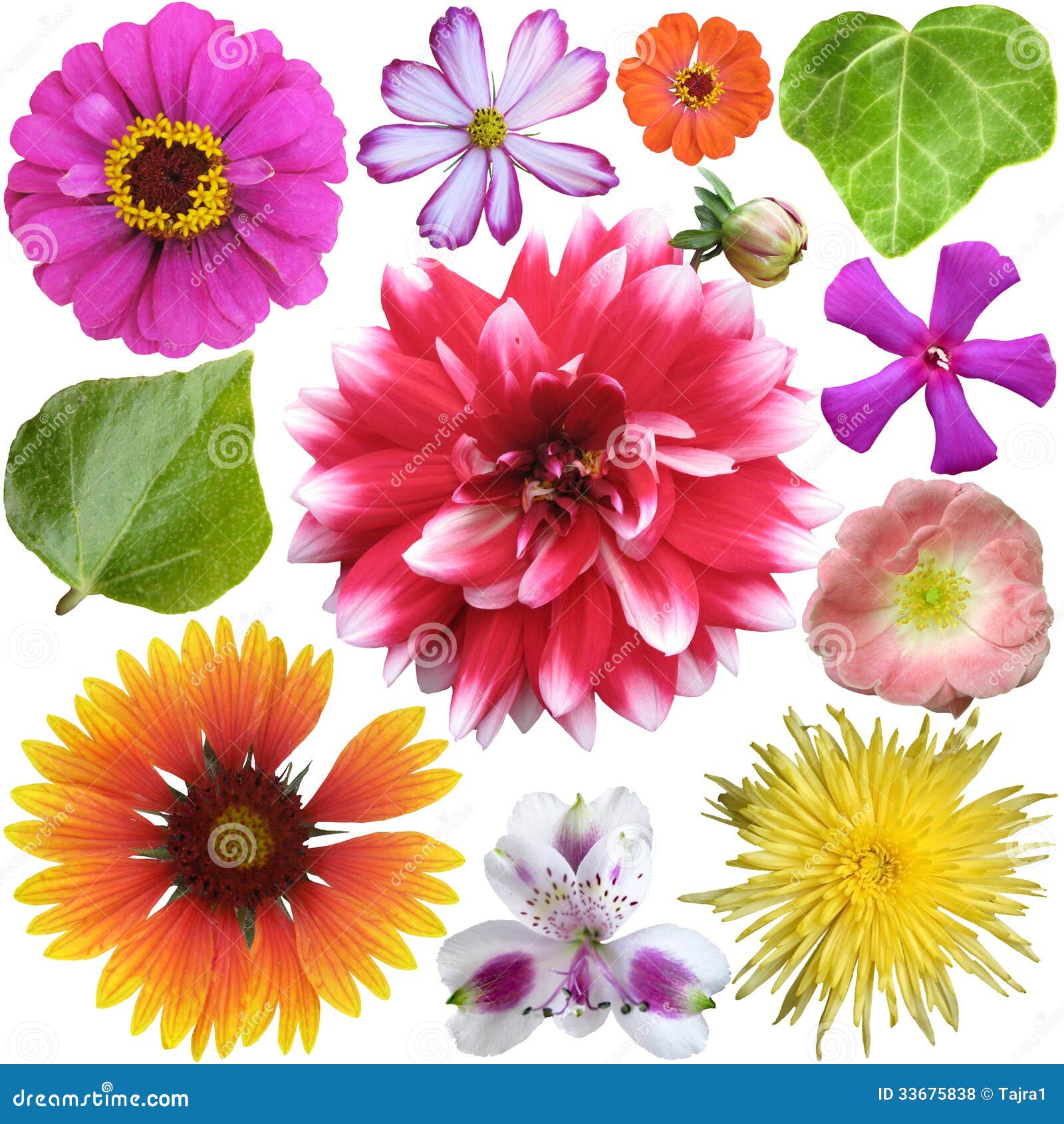 Big Selection of Colorful Flowers Stock Photo - Image of lilly, fresh ...
