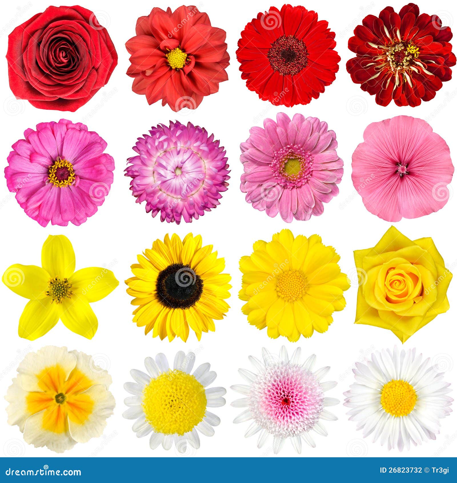 Big Selection of Various Flowers Isolated on White Stock Photo - Image ...