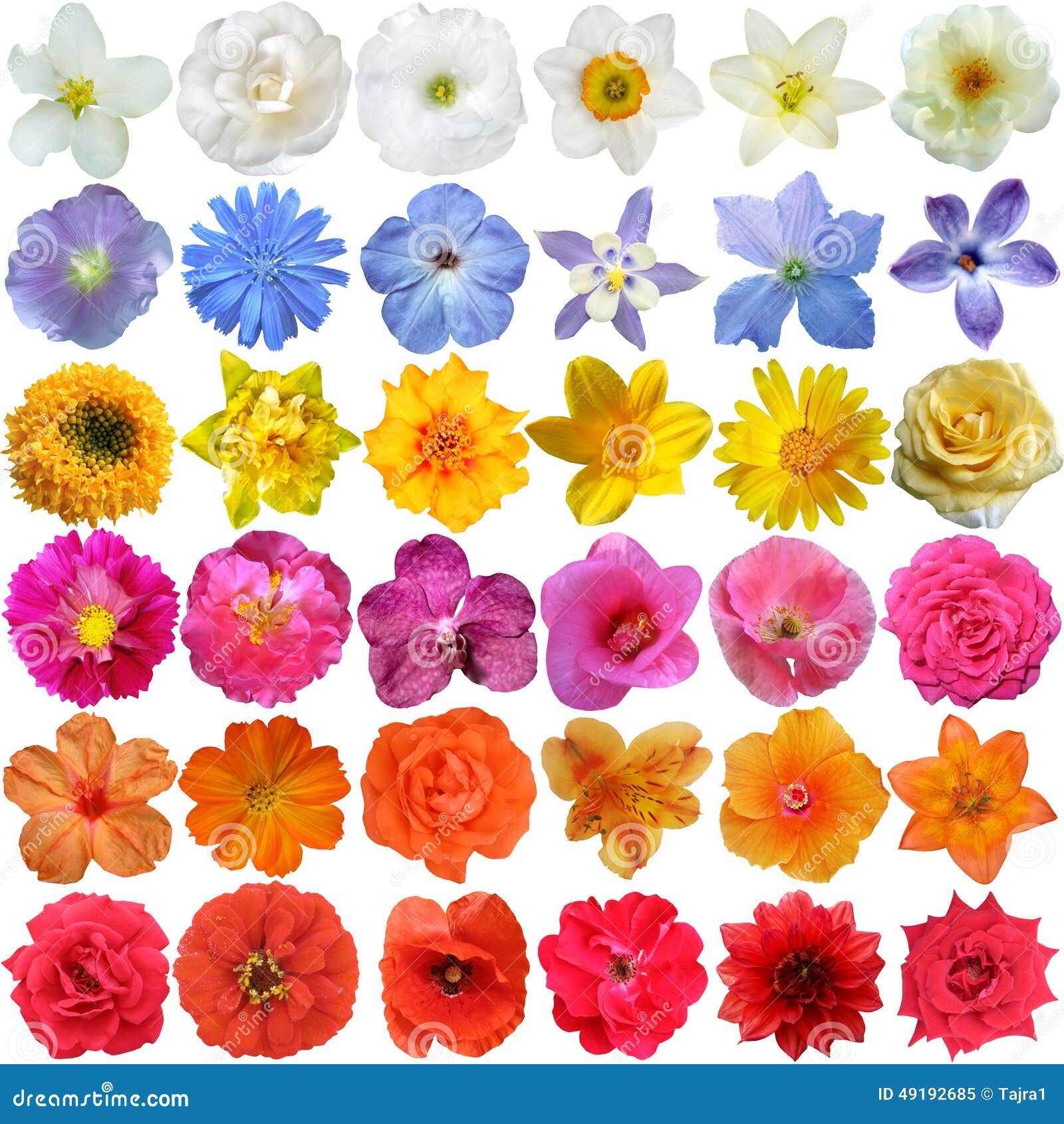 Big Selection of Various Flowers Stock Image - Image of group, isolated ...
