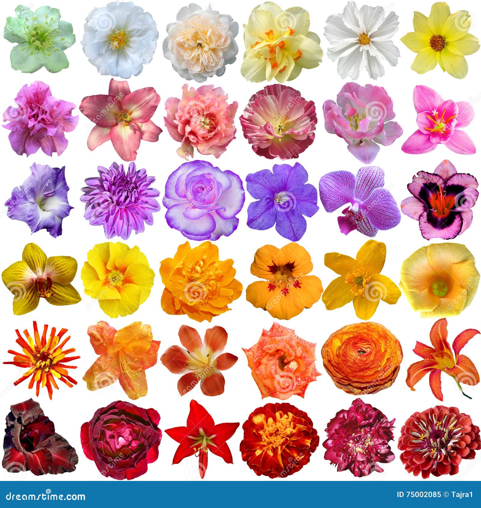 Big Selection of Various Flowers Stock Image - Image of marigold ...