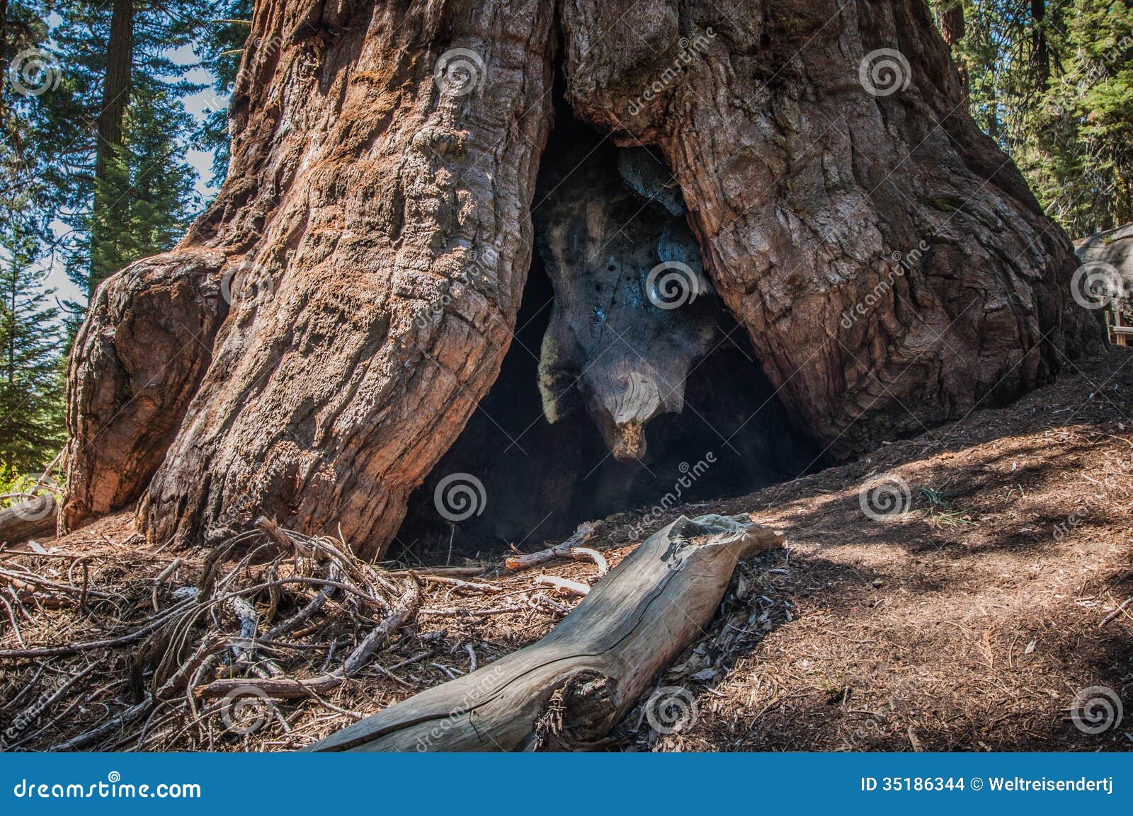 Big Sequoia root stock photo. Image of scenic, majestic - 35186344