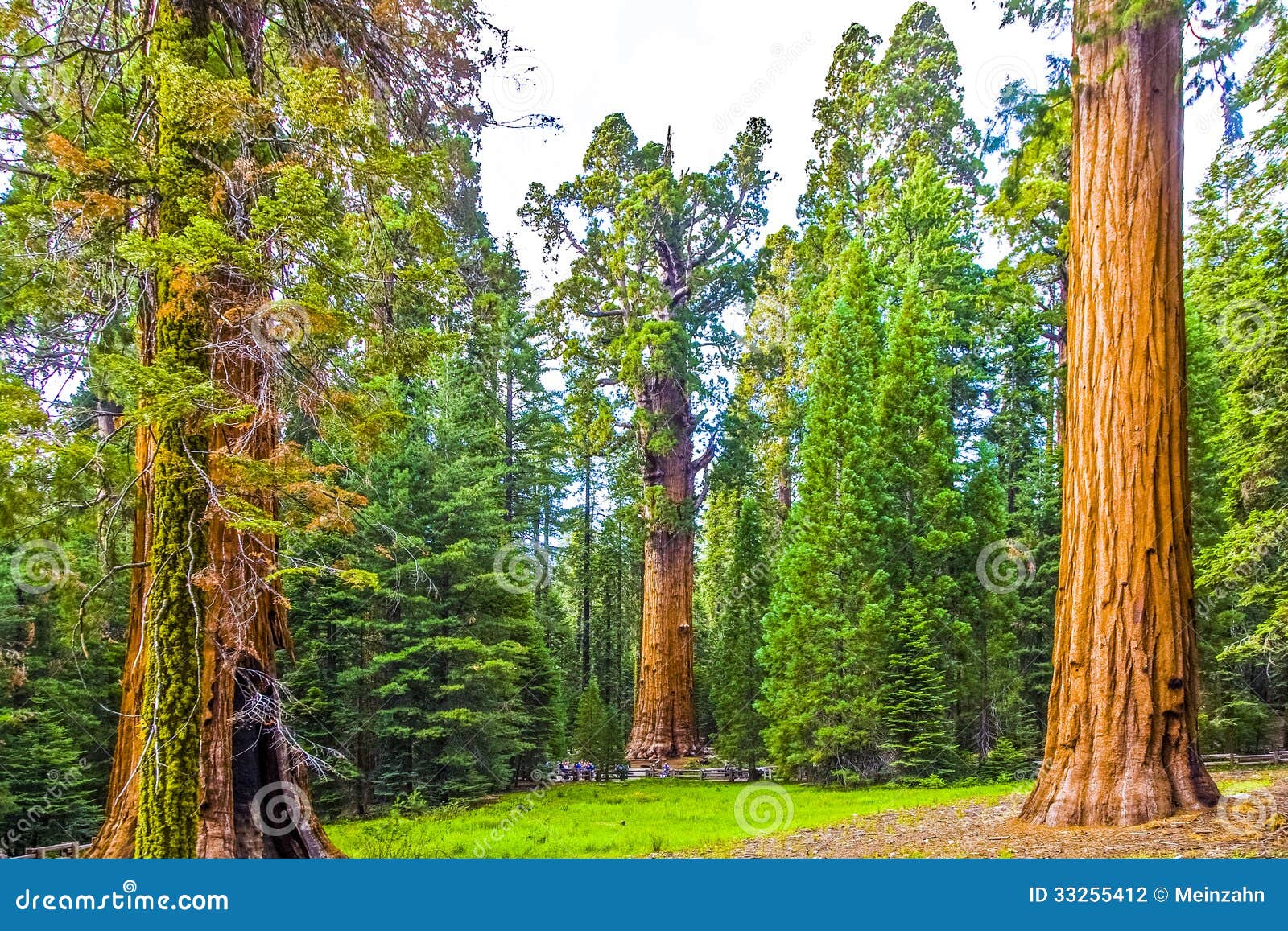 Big Sequoias in Beautiful Sequoia National Park Stock Photo - Image of ...