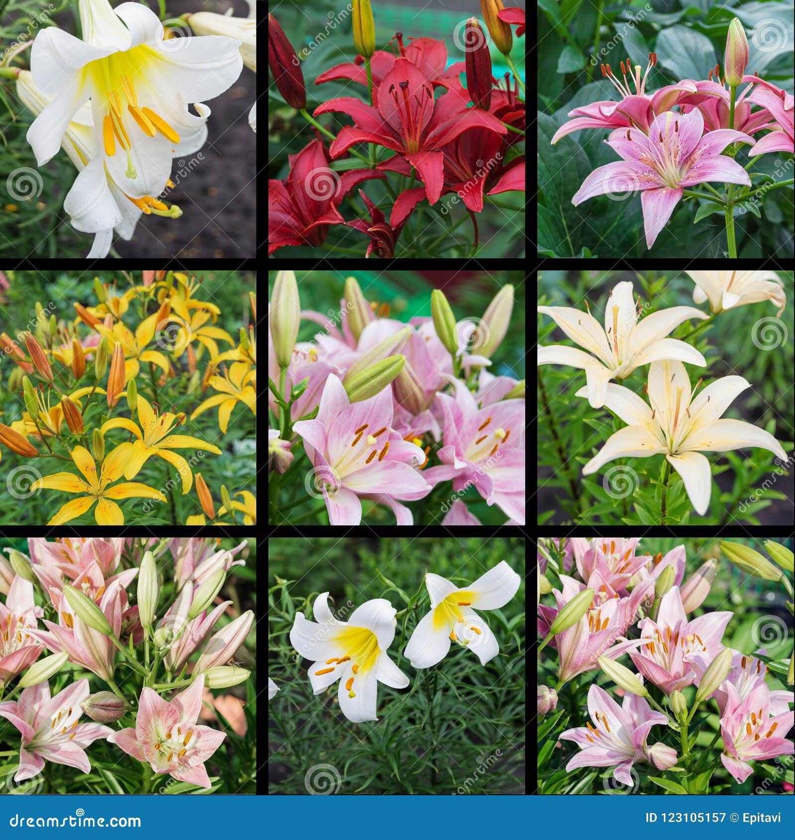 Set of multicolored lilies stock image. Image of head - 123105157
