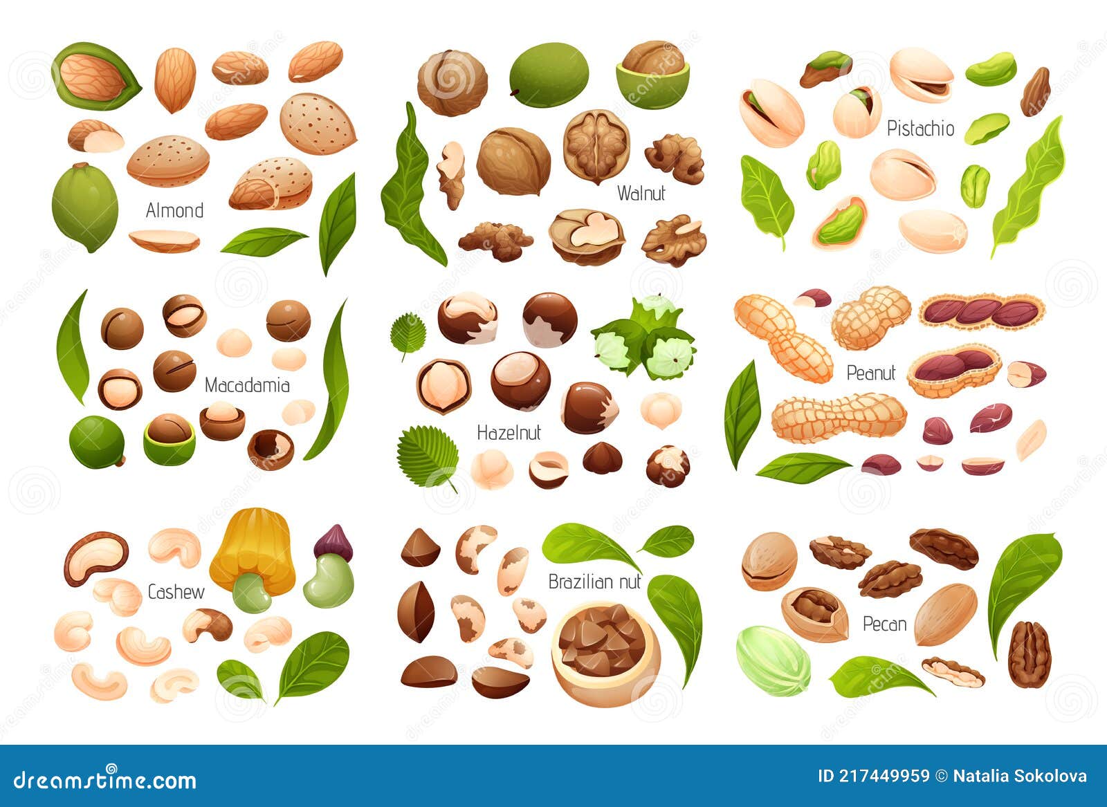 Big Set of Common Nuts, Vector Isolated Objects Stock Vector ...
