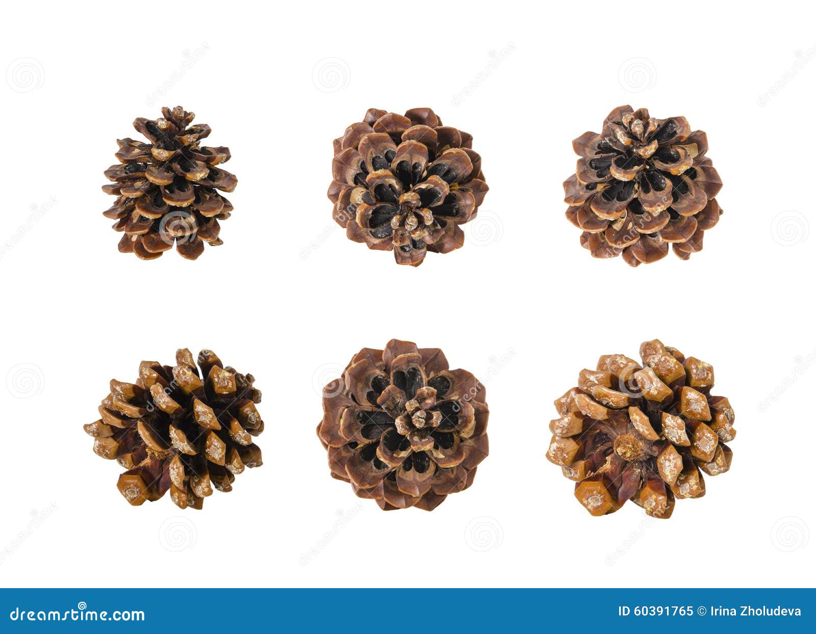 Big Set of Cones Isolated on White Stock Image - Image of evergreen ...