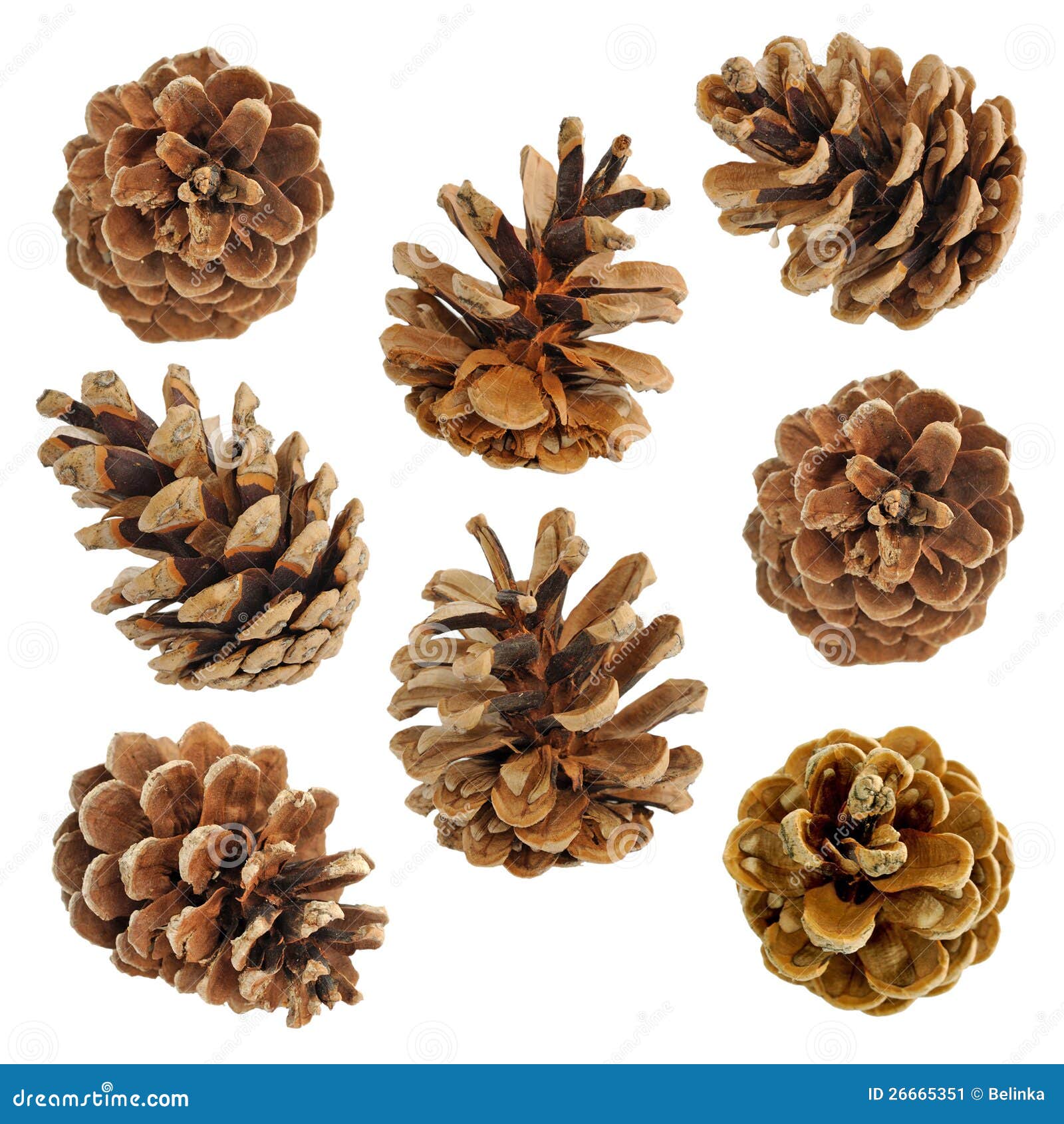 Big Set of Cones Various Coniferous Trees Stock Image - Image of cone ...