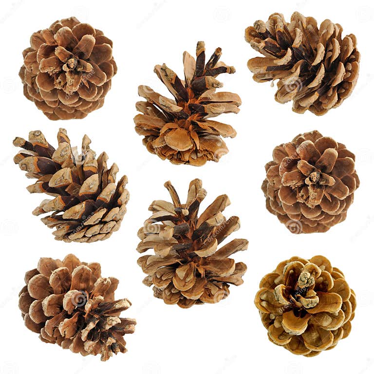 Big Set of Cones Various Coniferous Trees Stock Image - Image of cone ...
