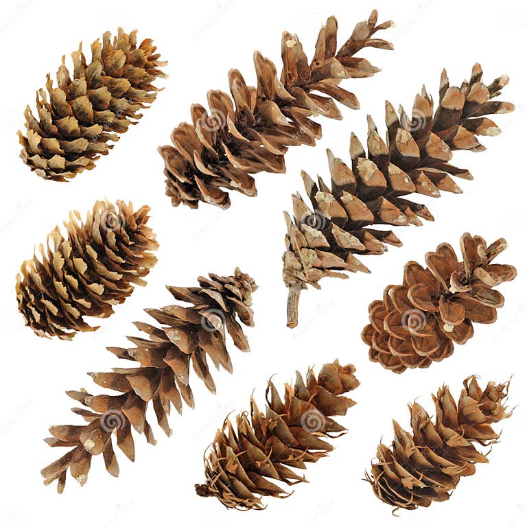Big Set of Cones Various Coniferous Trees Stock Image - Image of ...