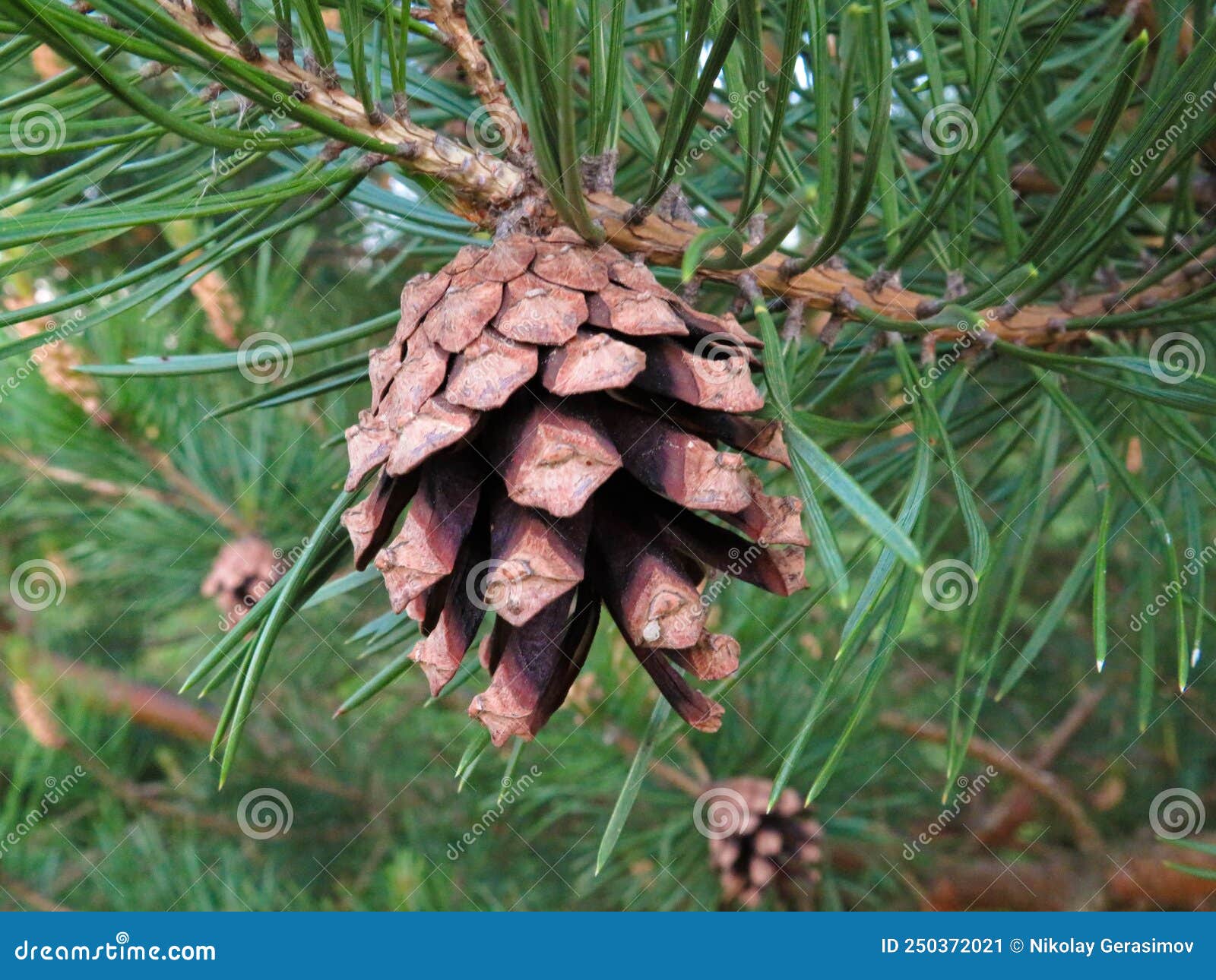 Set of Cones Various Coniferous Trees Isolated on White Stock Image ...