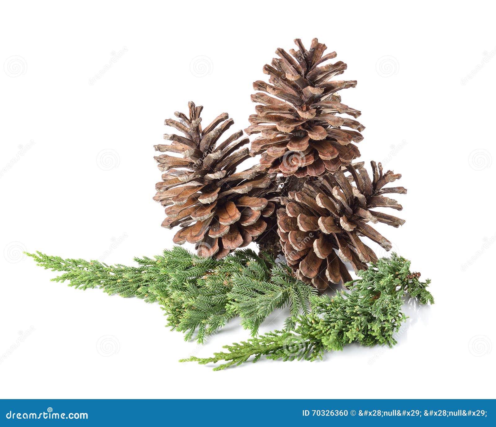 Big Set of Cones Various Coniferous Trees on White. Stock Photo - Image ...