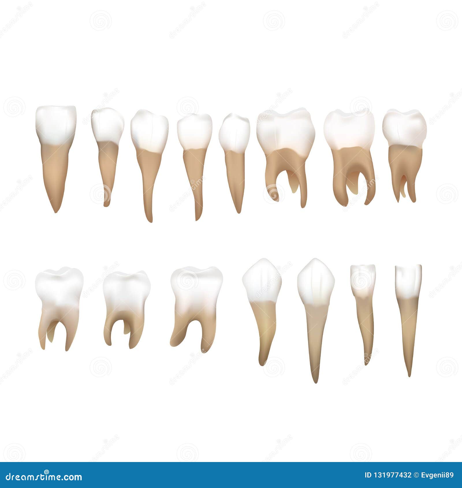 Big Set of Different Realistic Human Teeths Isolated on White Stock ...