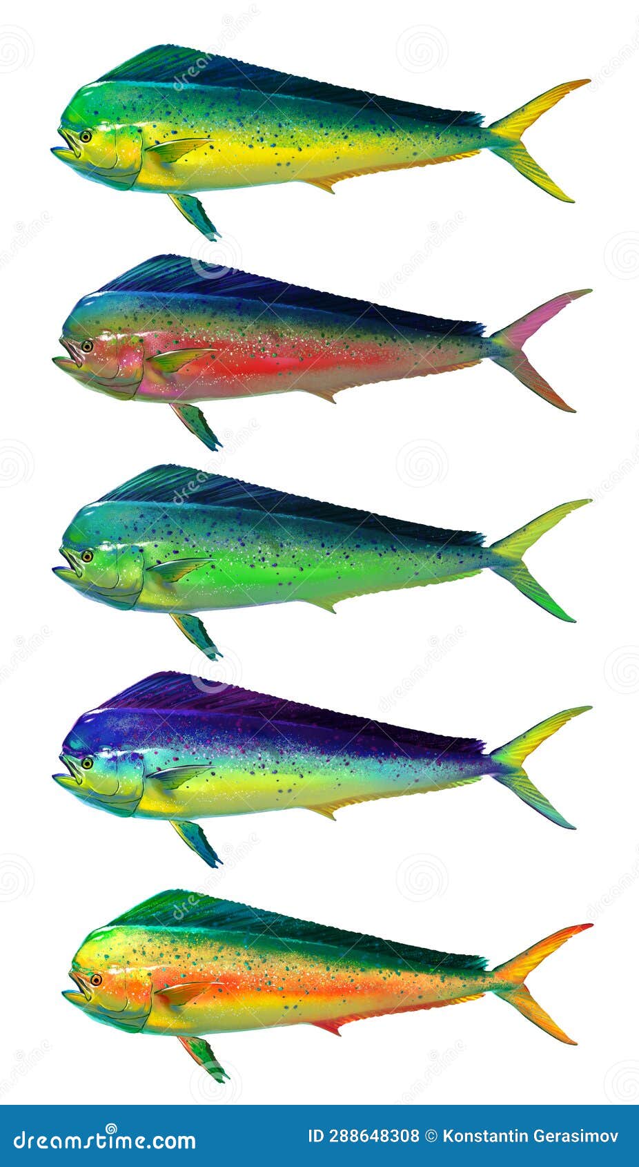 Big Set of Fish. Mahi Mahi or Dolphin Fish Isolated on White Stock ...