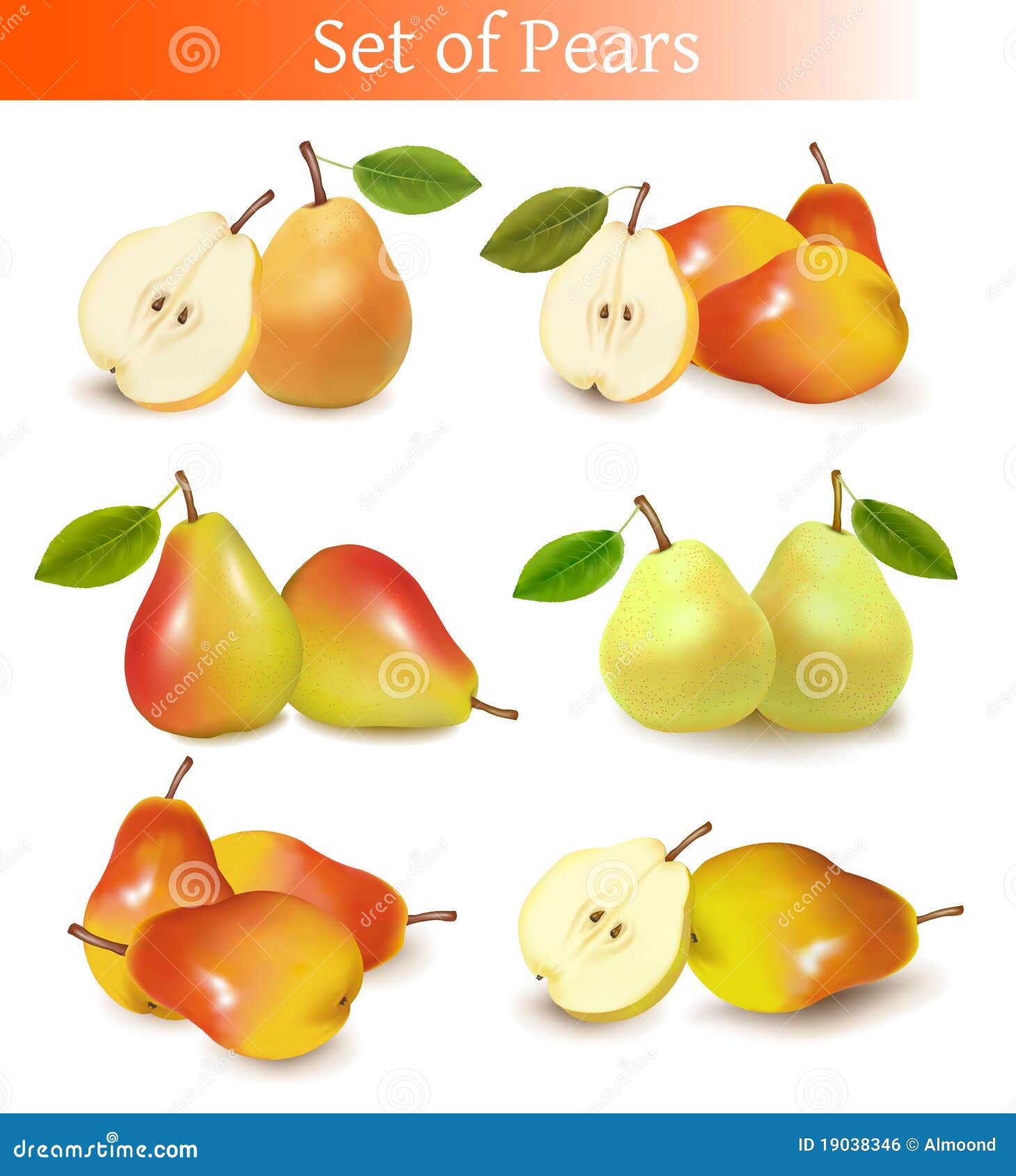 Big set of fresh pears. stock vector. Illustration of pear - 19038346