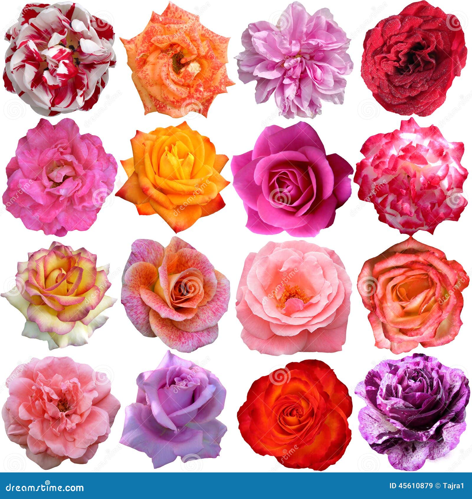 The Big Set of roses stock image. Image of blossom, collection - 45610879