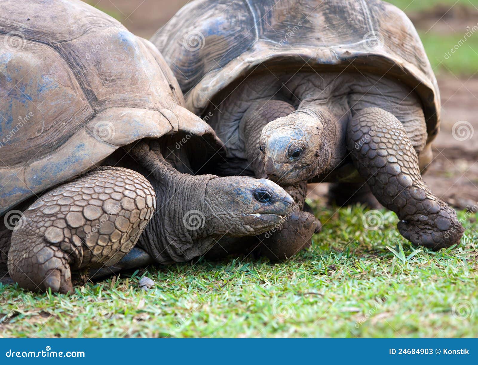 Big Seychelles Turtle.Mauritius. Stock Image - Image of shell, slow ...
