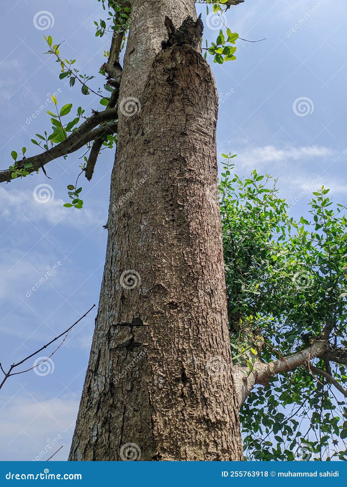 Big shady tree stock photo. Image of branch, tree, jungle - 255763918