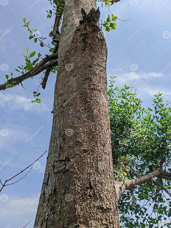 Big shady tree stock photo. Image of branch, tree, jungle - 255763918