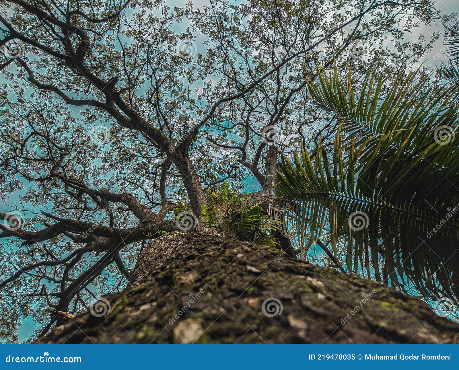 Big Shady Tree with Clear Sky Stock Image - Image of garden, leaf ...