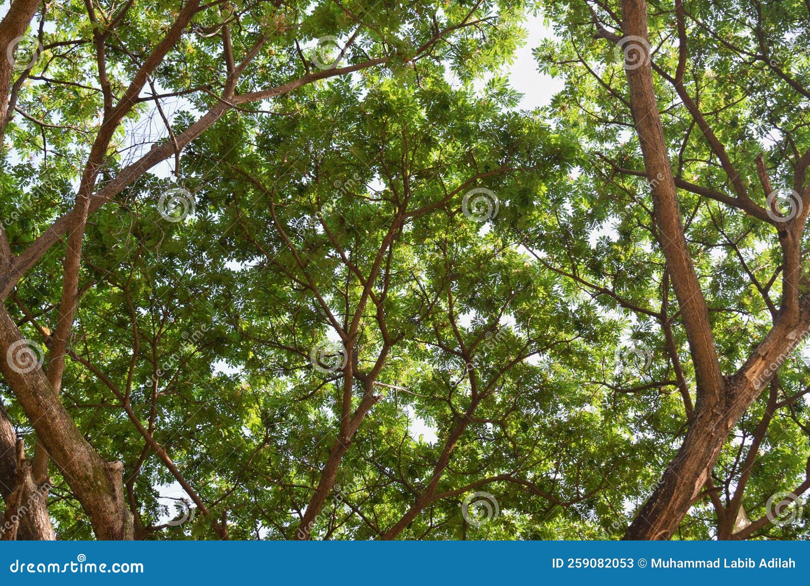 Big Shady Tree in the Morning Stock Image - Image of nature, plant ...