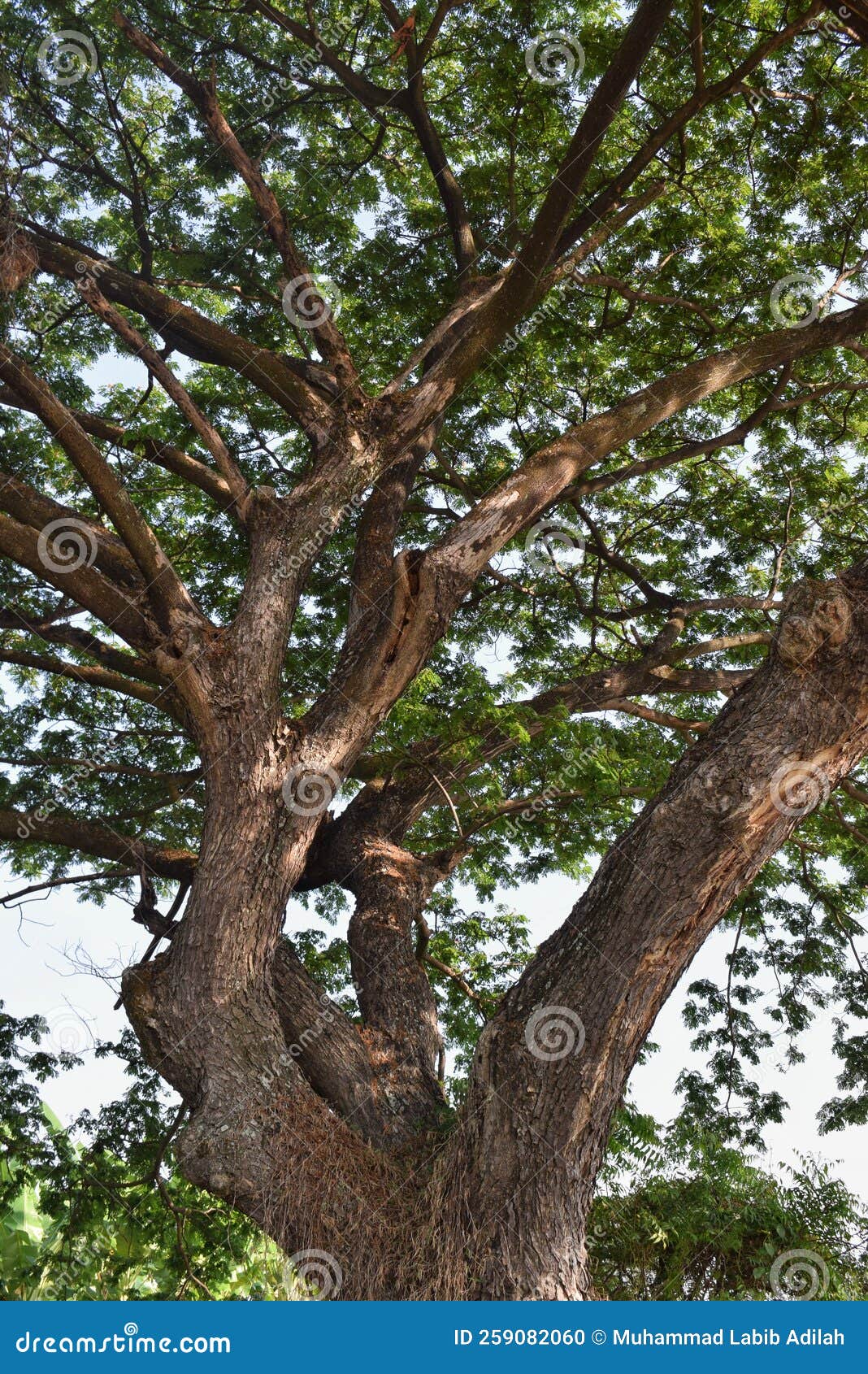 Big Shady Tree in the Morning Stock Photo - Image of people, growth ...