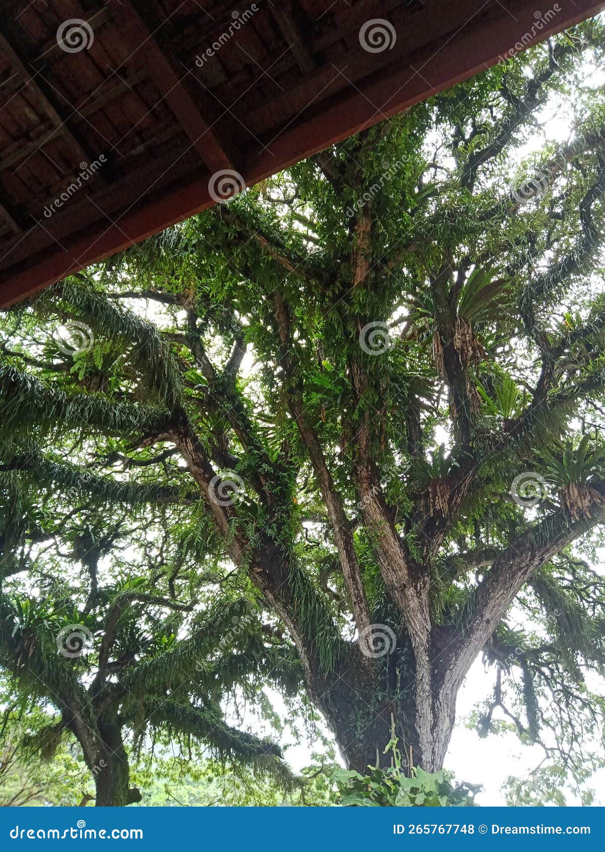 A big shady tree stock photo. Image of deciduous, clouds - 265767748