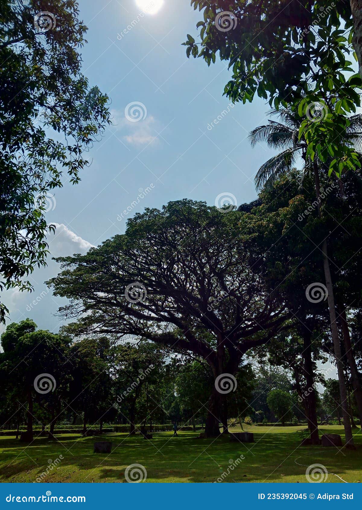 Big Shady Tree in a Wide Garden Stock Image - Image of grass, nature ...