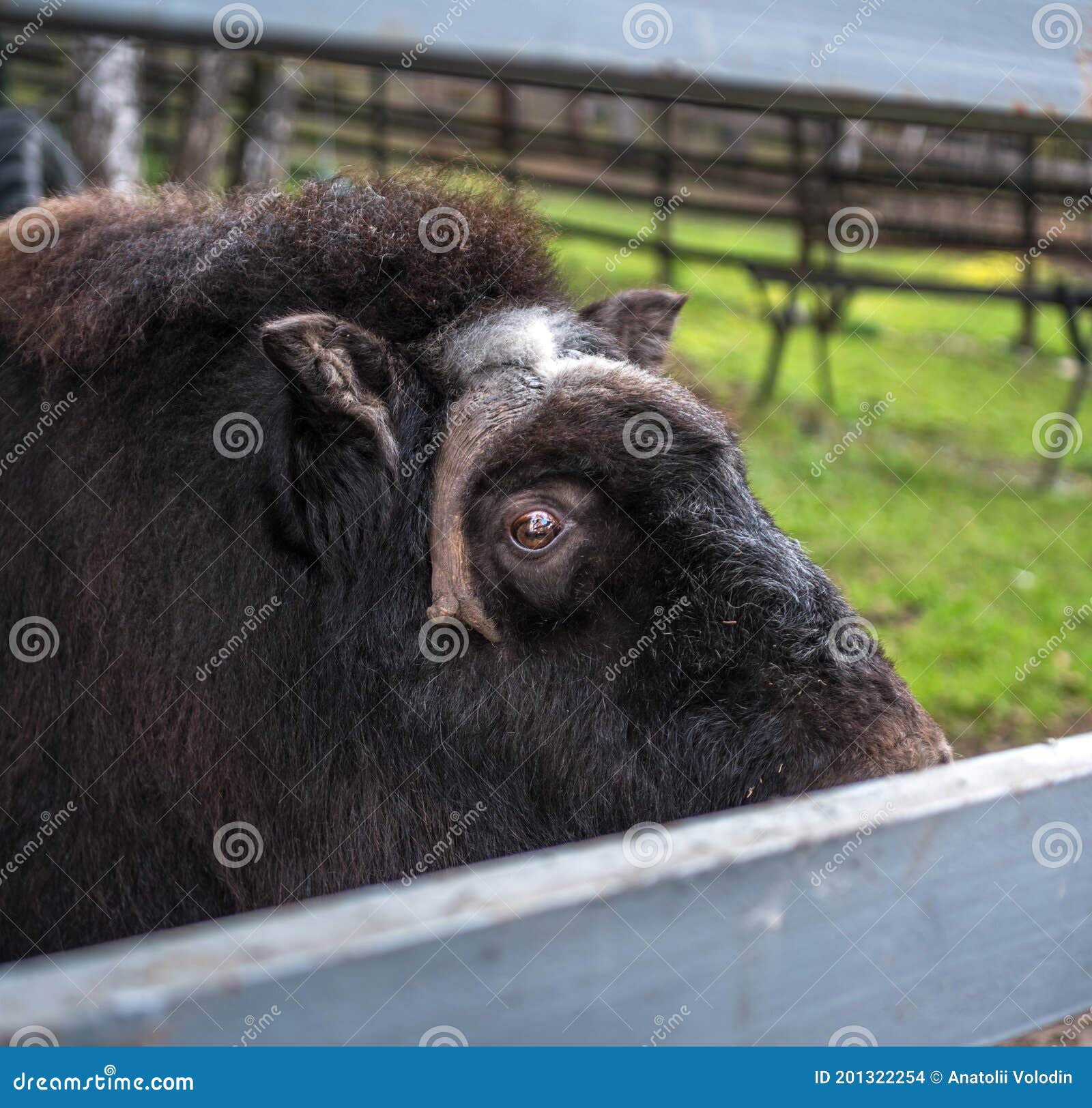 Big and shaggy bull bison stock photo. Image of rain - 201322254