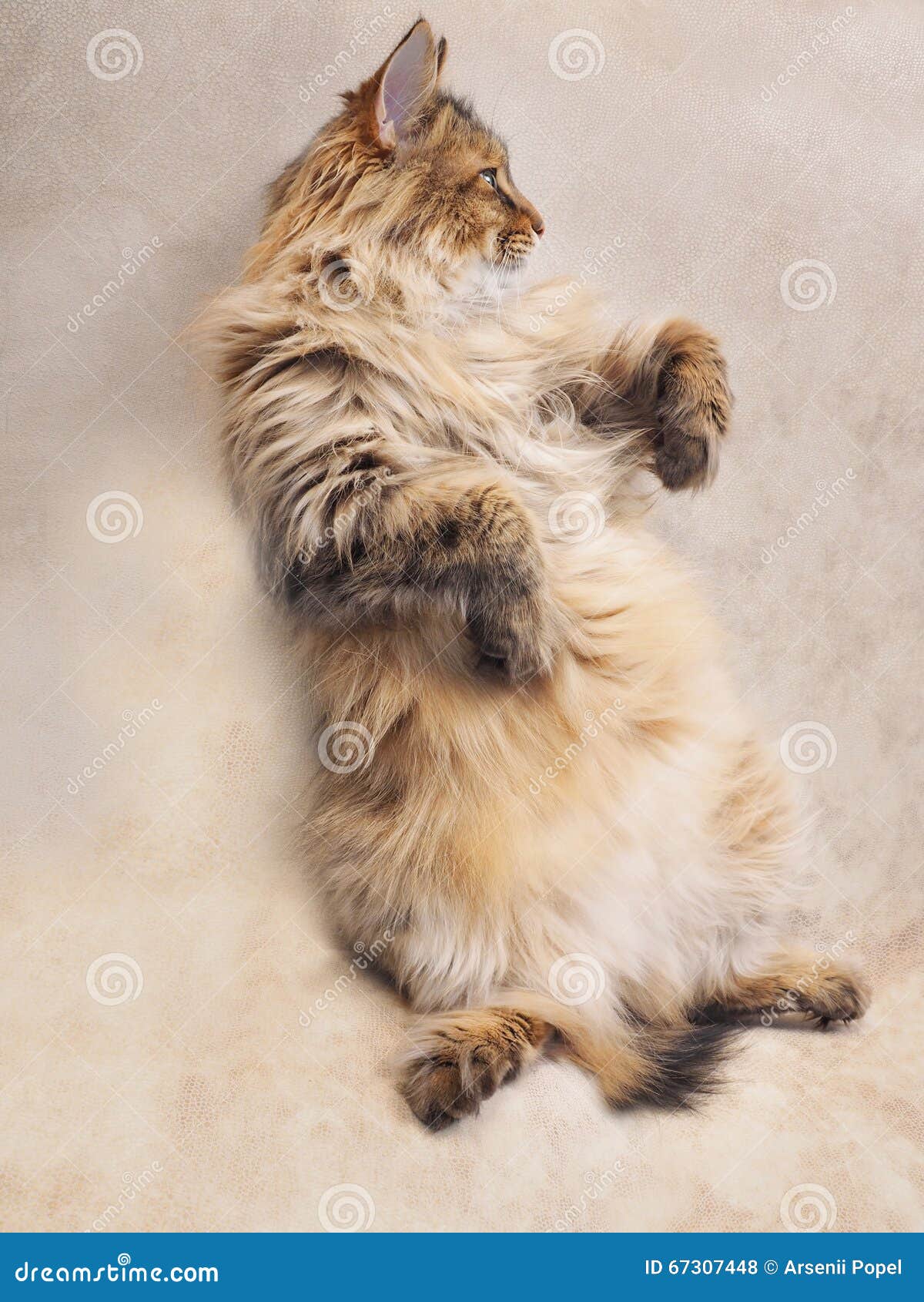 The Big Shaggy Cat is Very Funny Standing Stock Photo - Image of animal ...