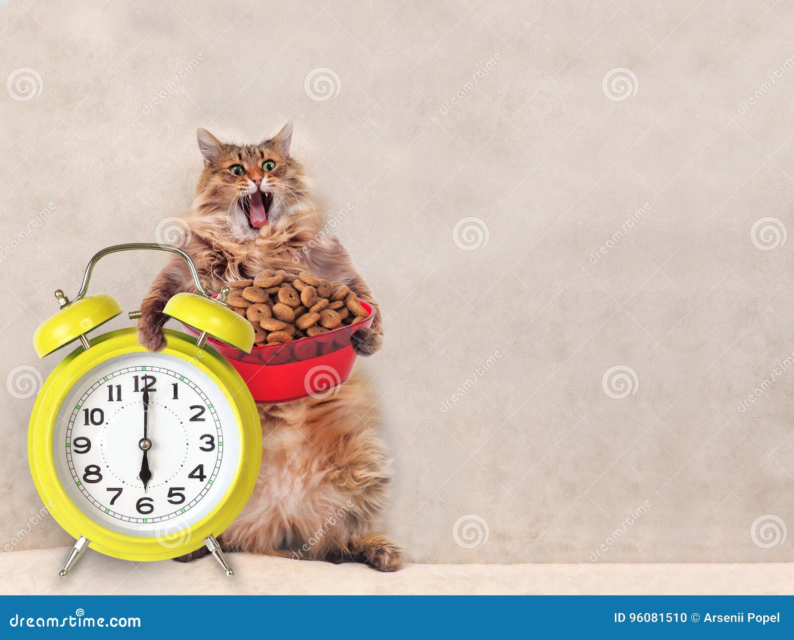 The Big Shaggy Cat is Very Funny Standing.clock , Feed 7 Stock Photo ...