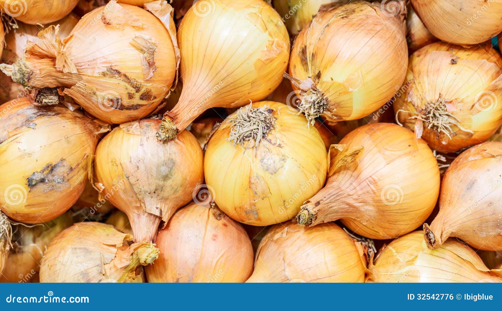 Big shallots stock photo. Image of cooking, bulb, gourmet - 32542776