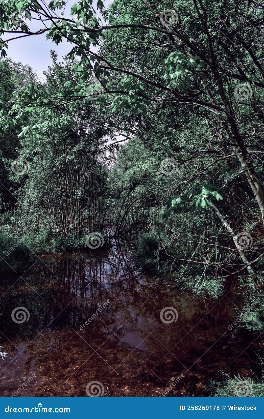Big Shallow Puddle in the Forest by Lush Green Trees Stock Photo ...