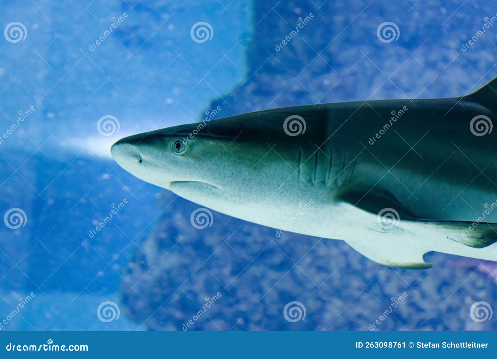 Big sharks in a fish tank stock image. Image of aquatic - 263098761