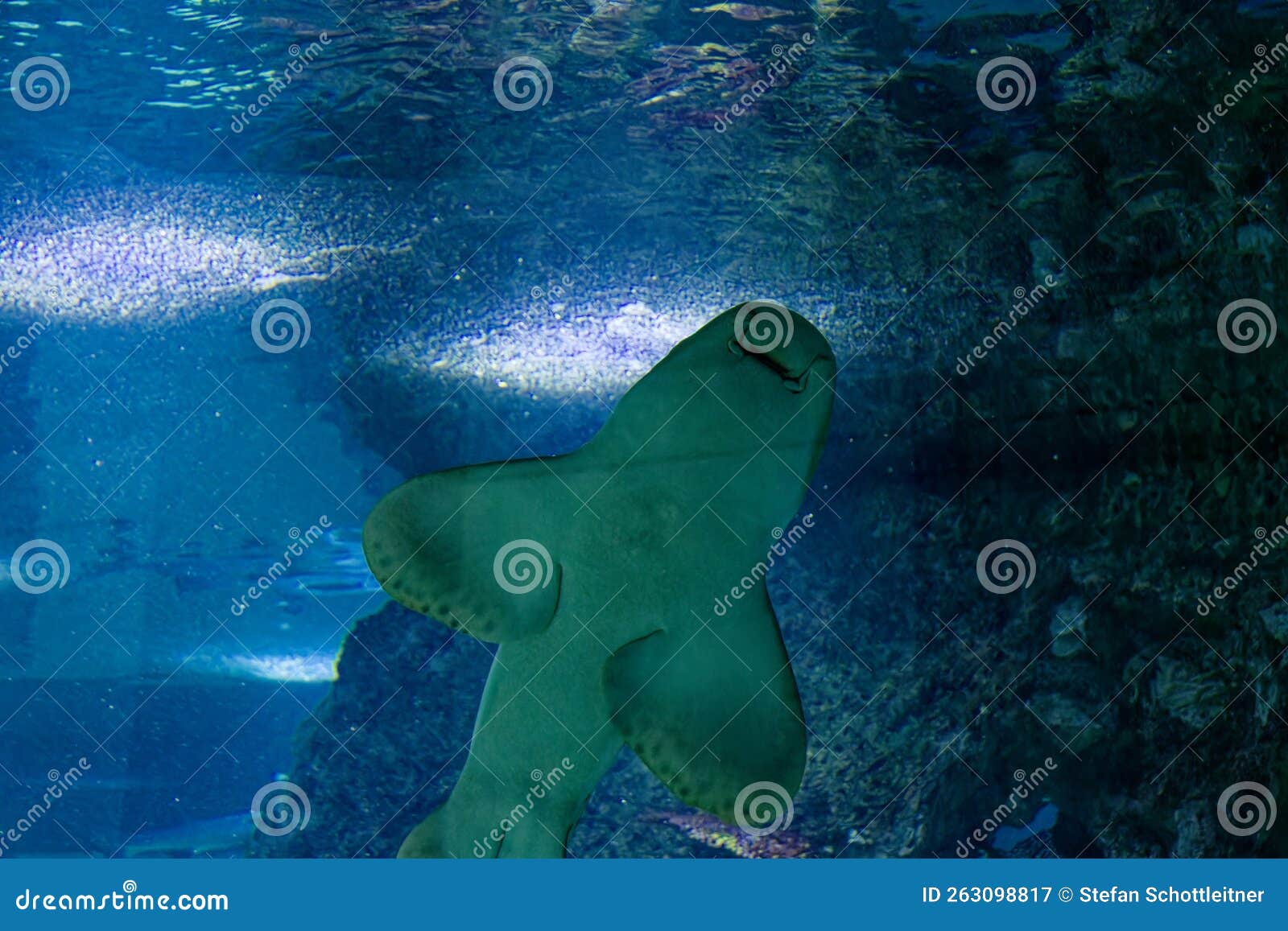 Big sharks in a fish tank stock image. Image of diving - 263098817